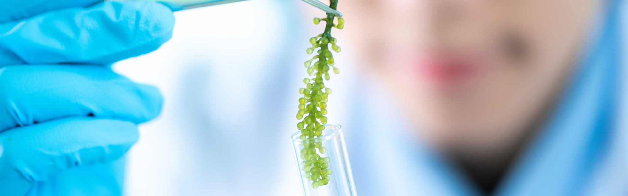 BioUrban: The trees of the future