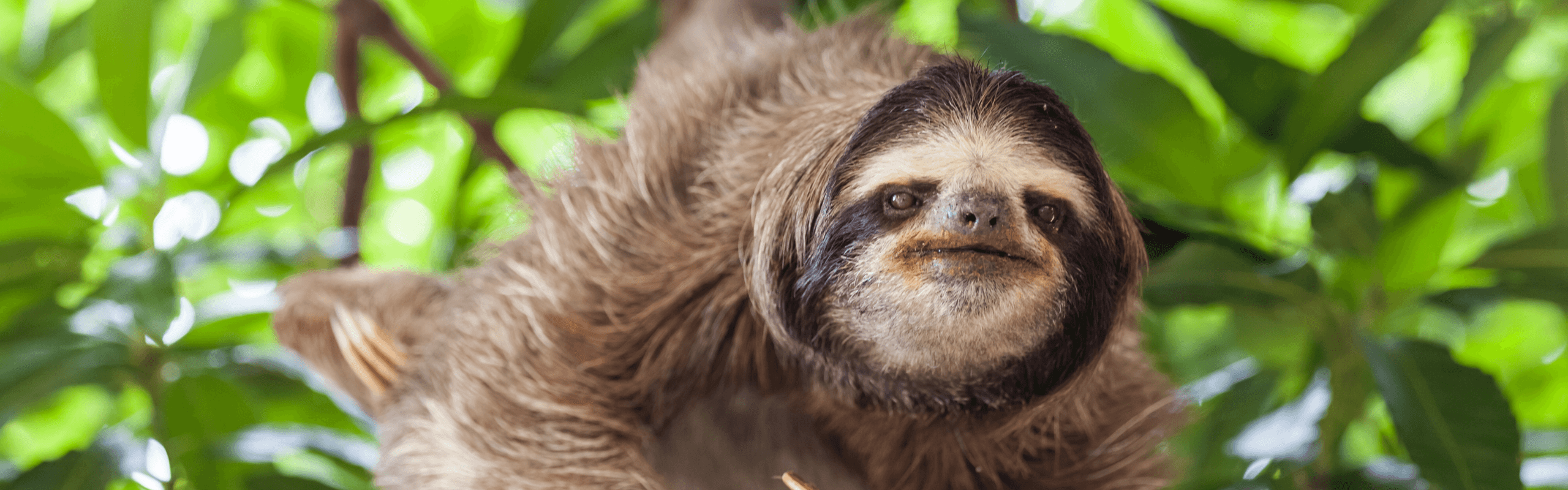 Yacumama Forest Carbon Project: Protecting the Amazon’s biodiversity ...