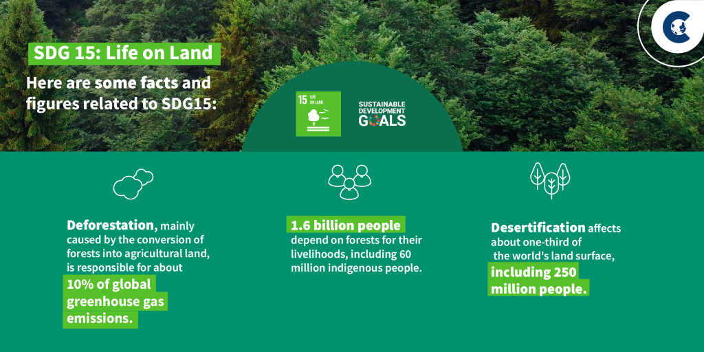 Understanding Afforestation vs. Reforestation - ClimateTrade