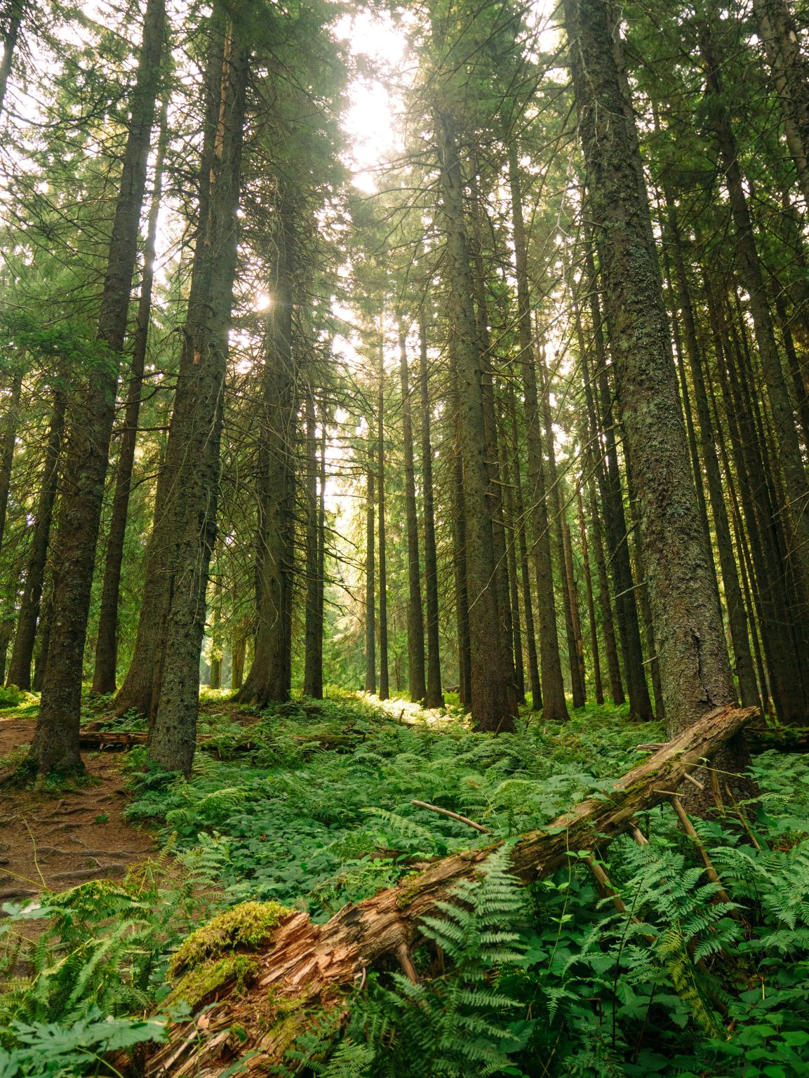 Reforestación, forestación y mejora de la gestión forestal ... Reforestación, forestación y mejora de la gestión forestal ...